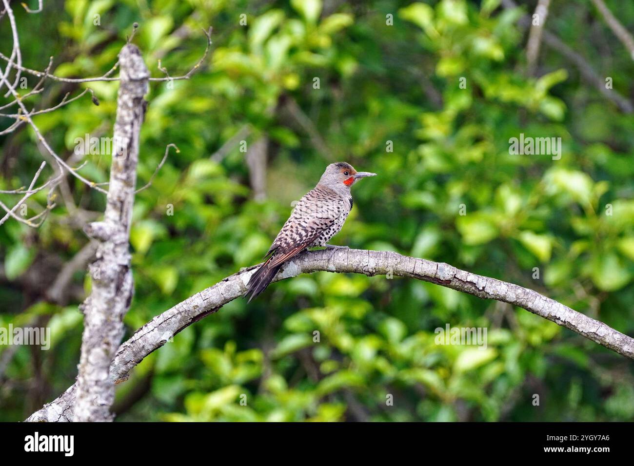 Northern Flicker (Colaptes auratus Stock Photo - Alamy