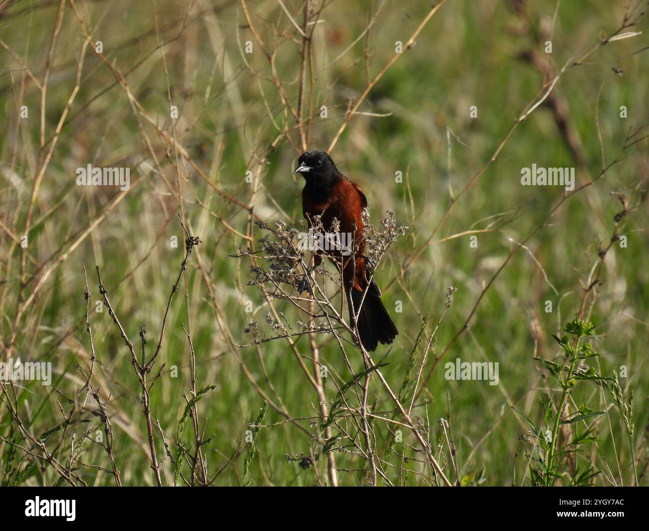 Orchard Oriole (Icterus spurius Stock Photo - Alamy