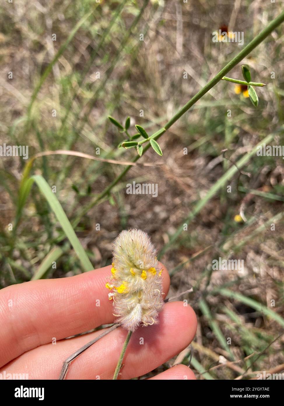 Golden Prairie Clover (Dalea aurea Stock Photo - Alamy