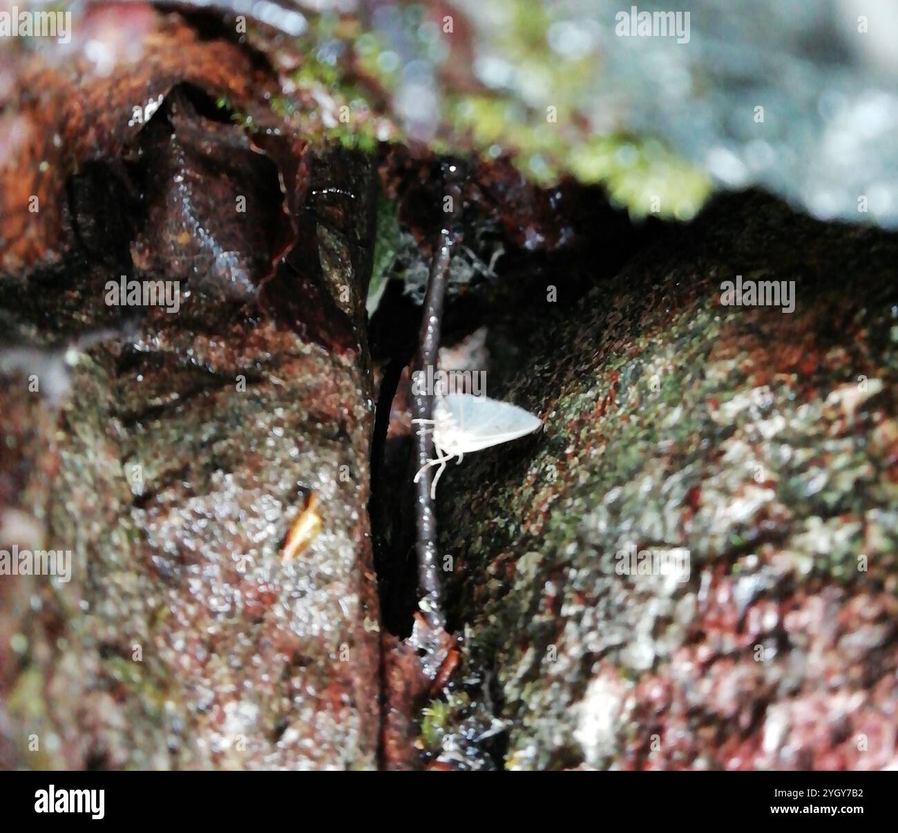 Geometer Moths (Geometridae Stock Photo - Alamy