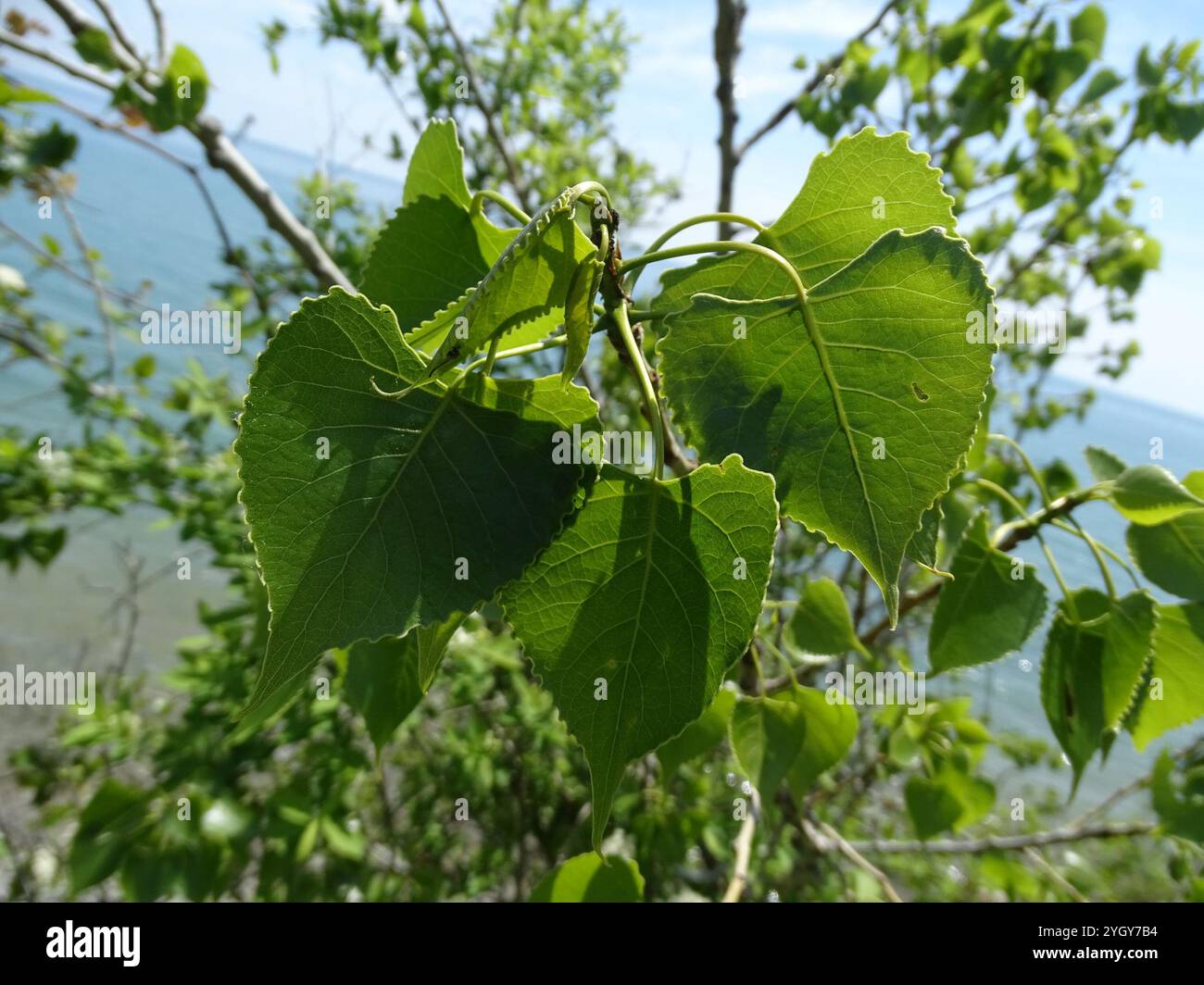 Eastern Cottonwood (Populus deltoides Stock Photo - Alamy