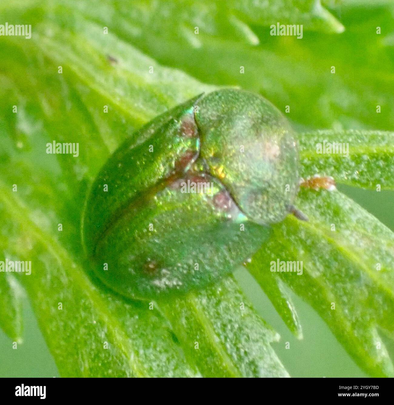 Shiny Tortoise Beetles (Cassida Stock Photo - Alamy