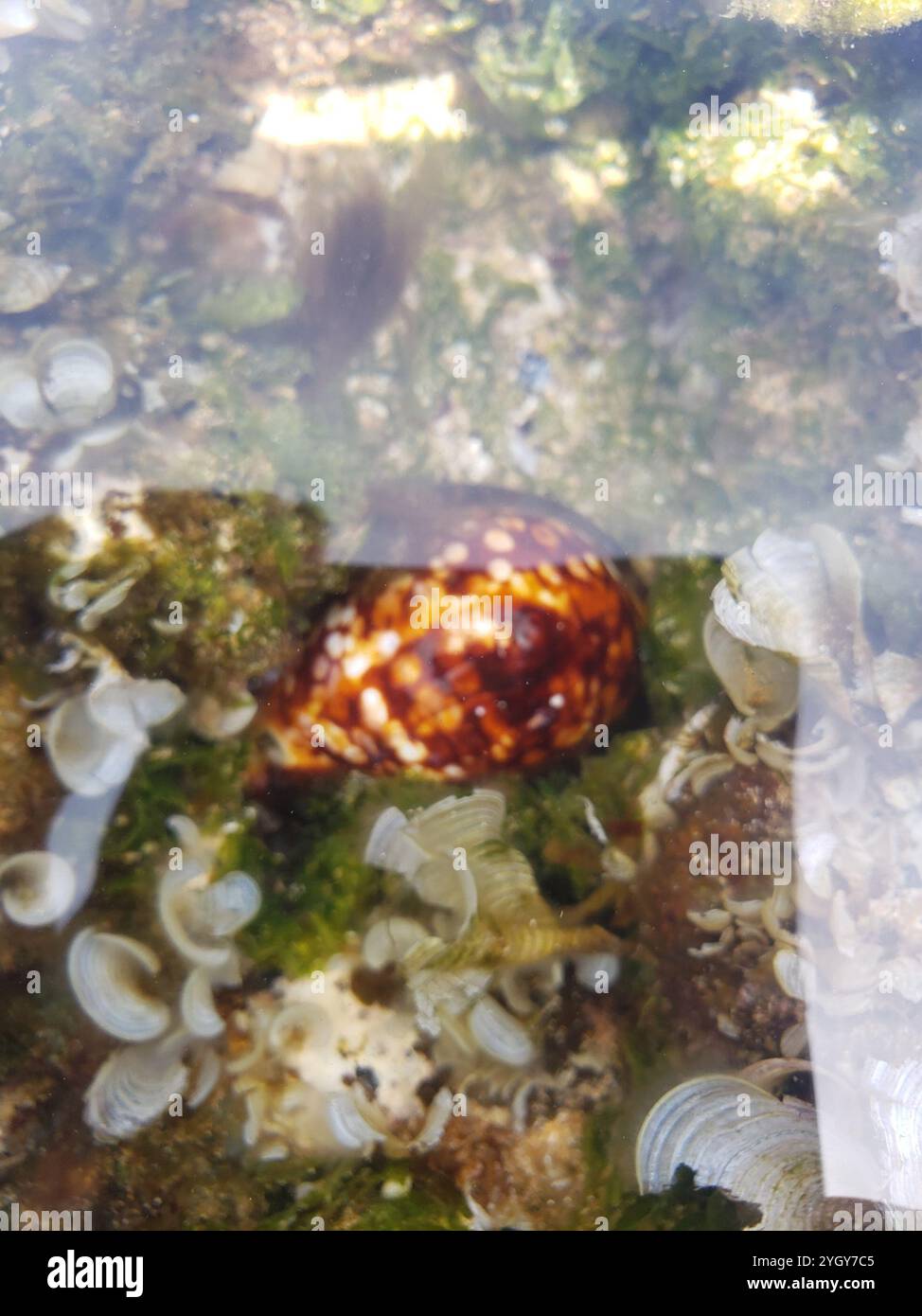 Humpback Cowry (Mauritia mauritiana Stock Photo - Alamy