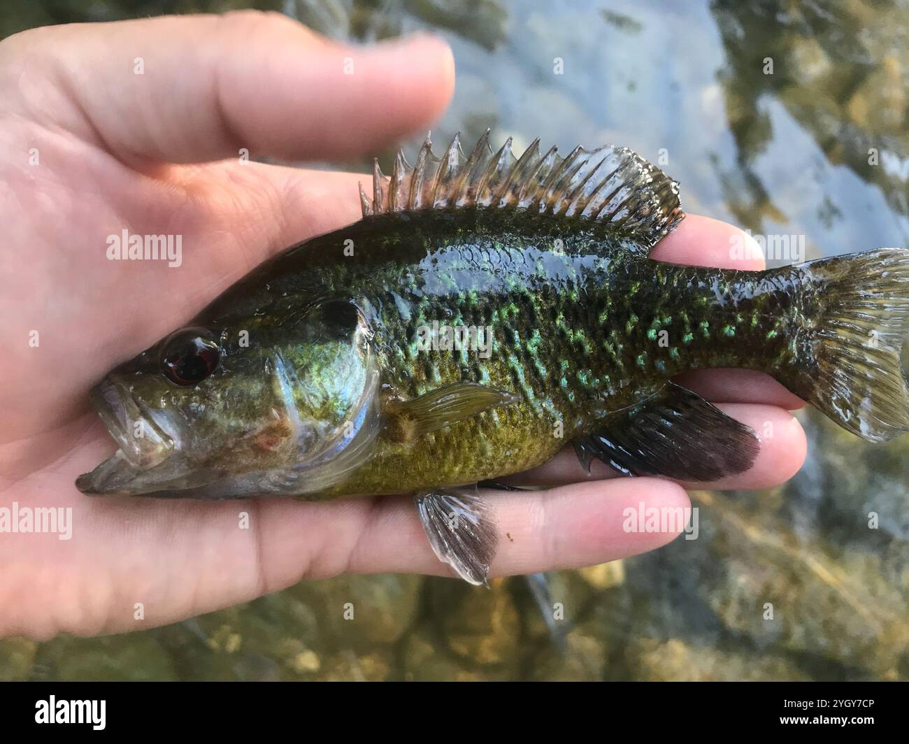 Warmouth (Lepomis gulosus Stock Photo - Alamy
