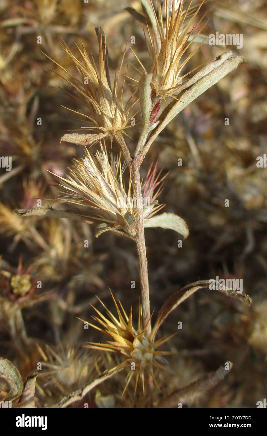Dicoma hi-res stock photography and images - Alamy
