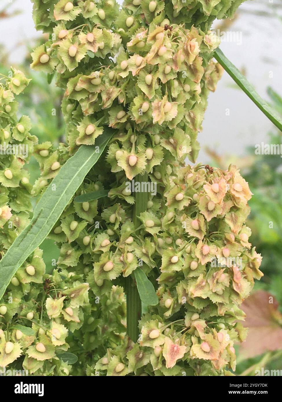 Greek Dock (Rumex cristatus Stock Photo - Alamy