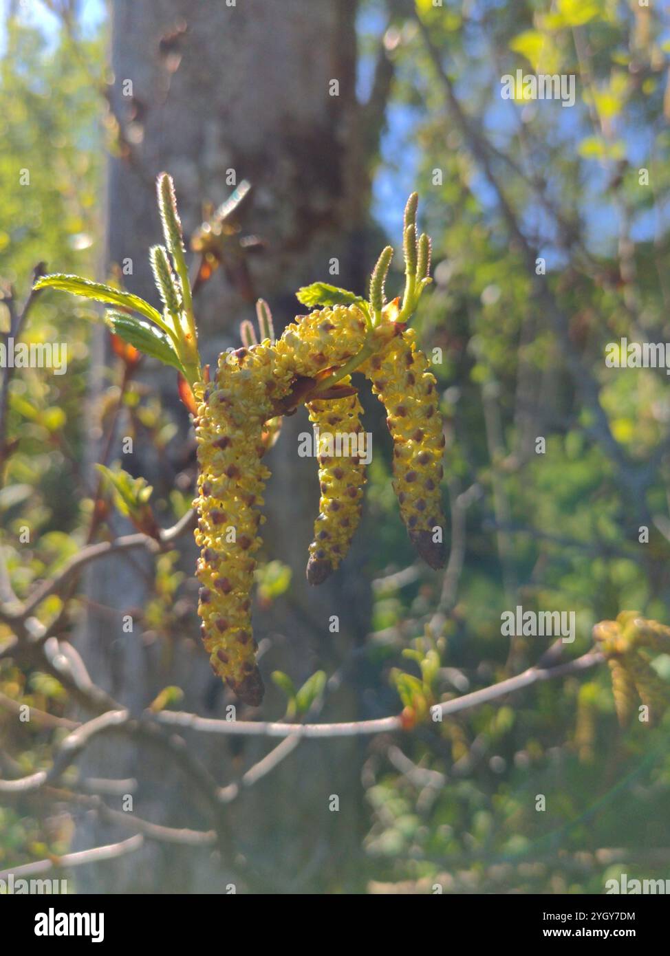 Green alder alnus alnobetula hi-res stock photography and images - Alamy
