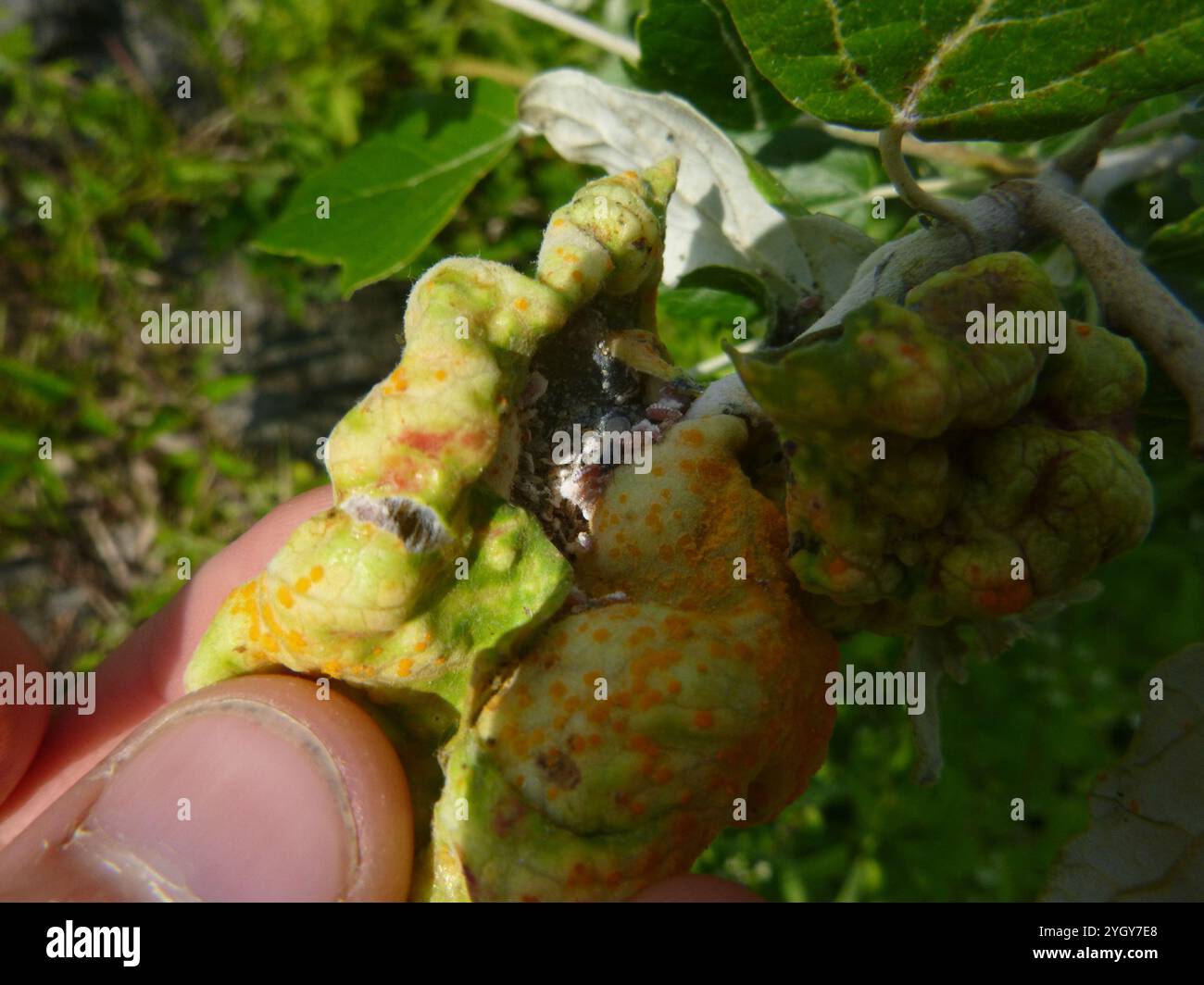 Poplar Leaf-stem Gall Aphids (Pemphigus Stock Photo - Alamy