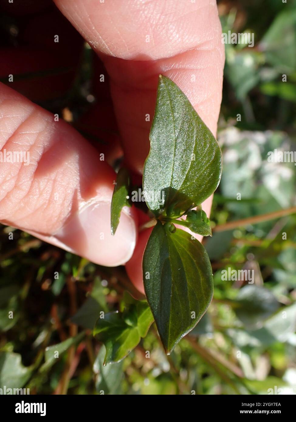 Candy Flower (Claytonia sibirica Stock Photo - Alamy