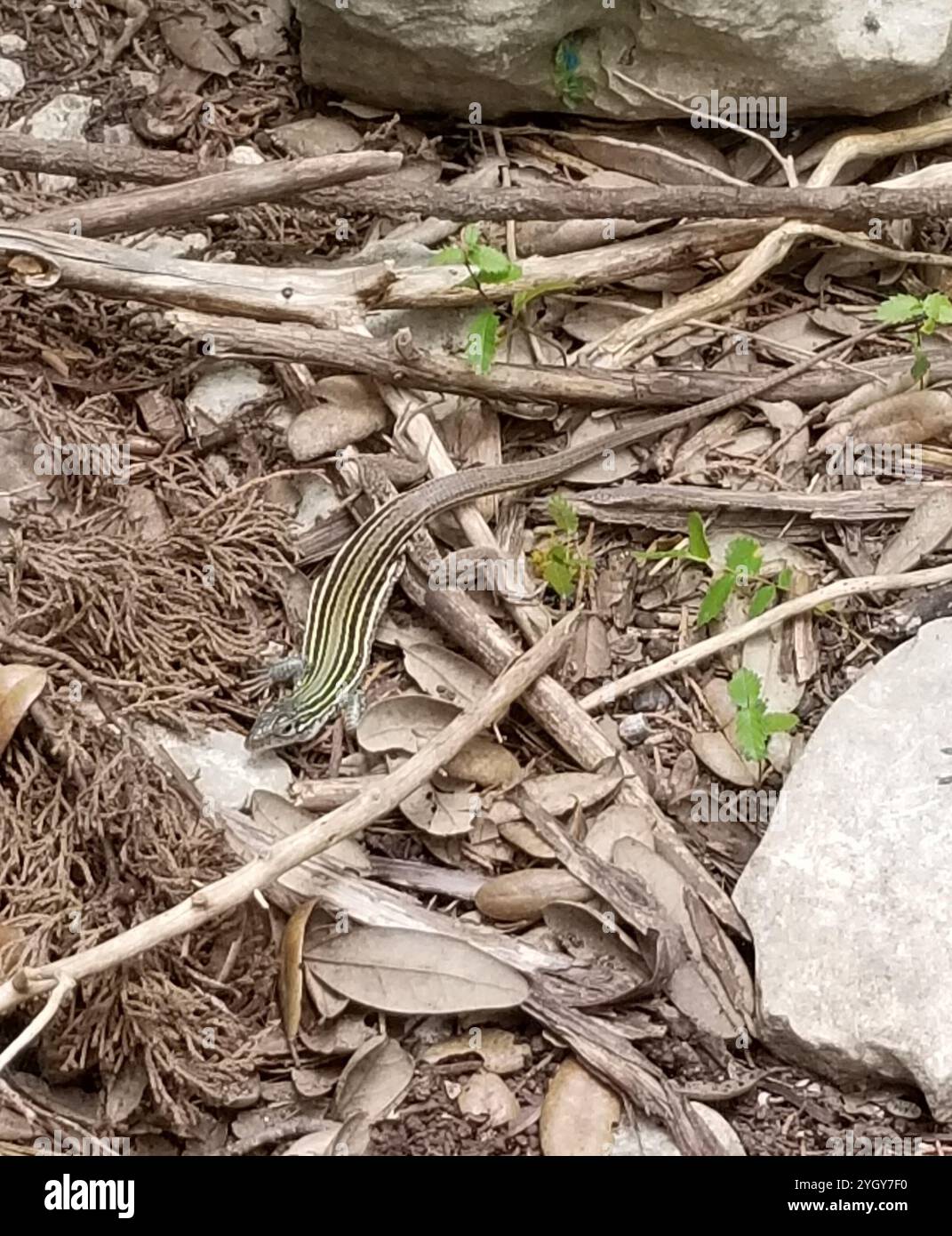 Common Spotted Whiptail (Aspidoscelis gularis Stock Photo - Alamy