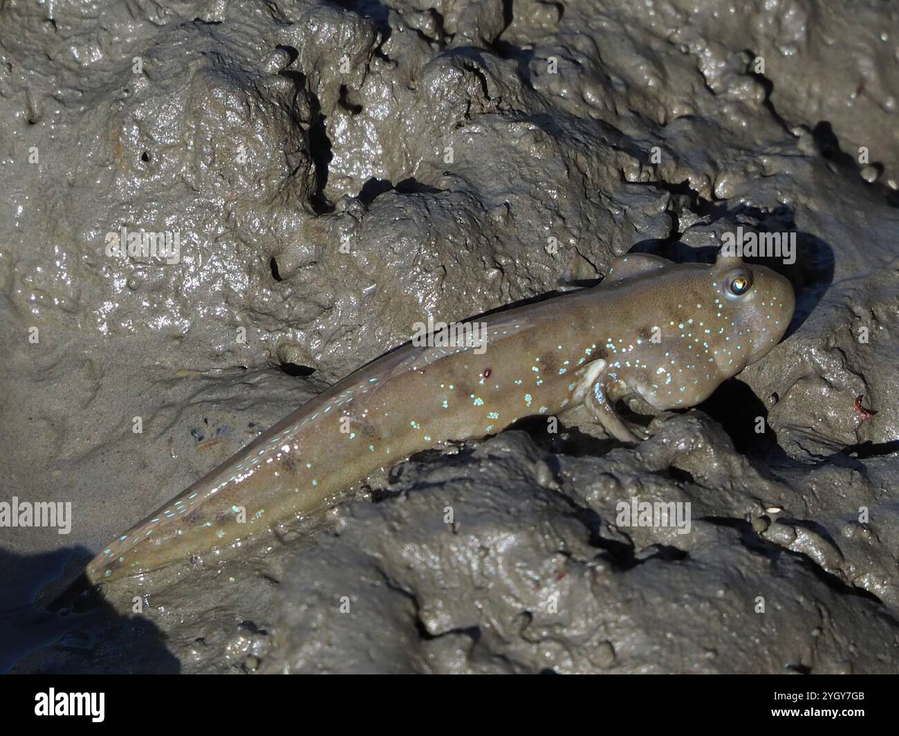 Great Blue-spotted Mudskipper (Boleophthalmus pectinirostris Stock Photo - Alamy