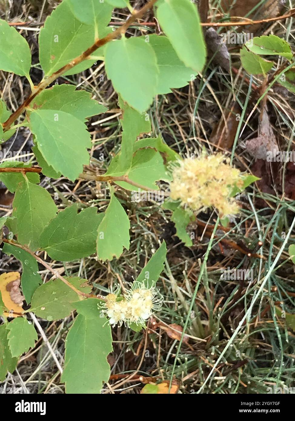 Shinyleaf Meadowsweet (Spiraea lucida Stock Photo - Alamy