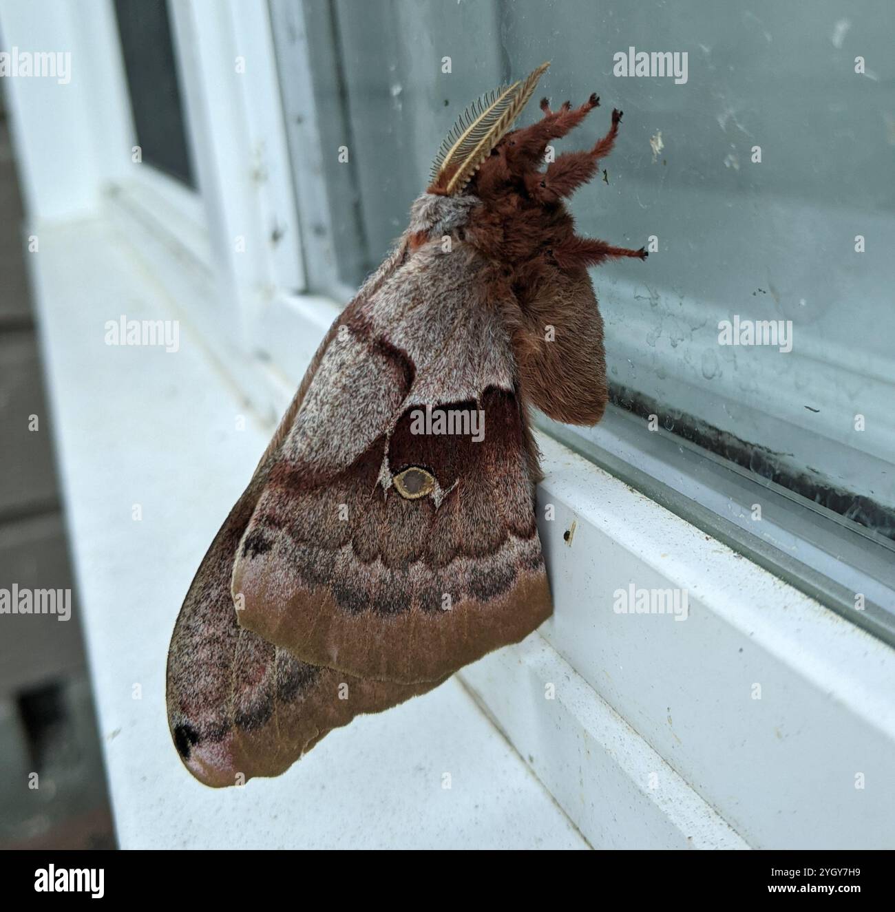 Polyphemus Moth (Antheraea polyphemus Stock Photo - Alamy
