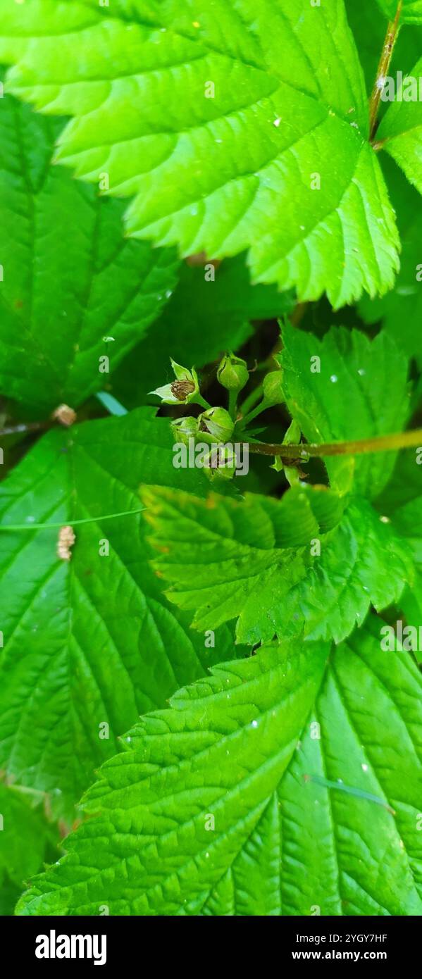 Stone Bramble (Rubus saxatilis Stock Photo - Alamy