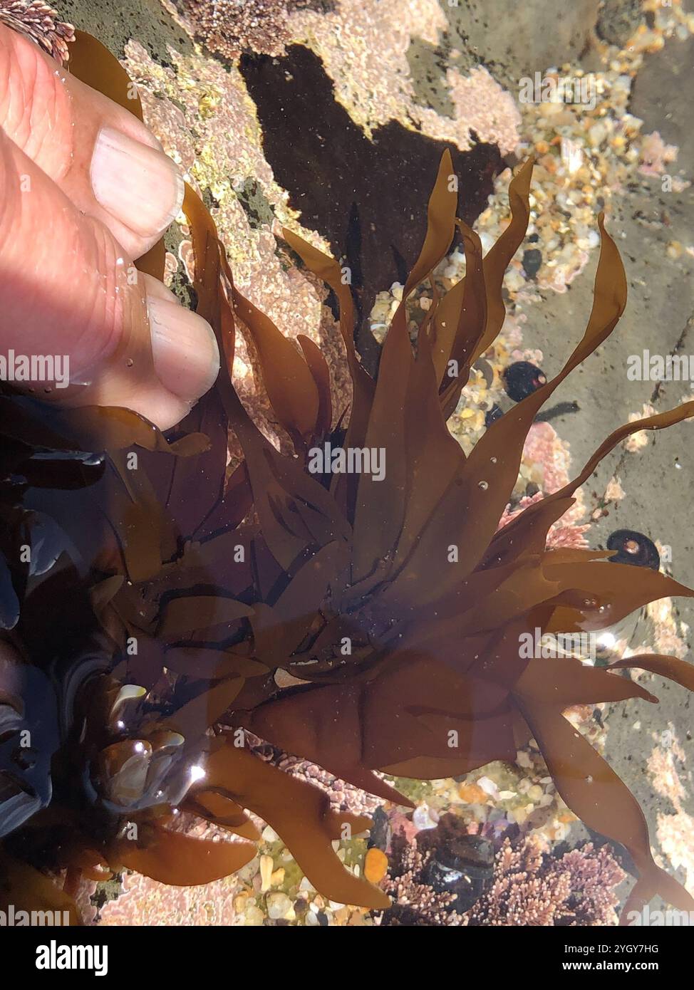 Bleach Weed (Prionitis sternbergii Stock Photo - Alamy