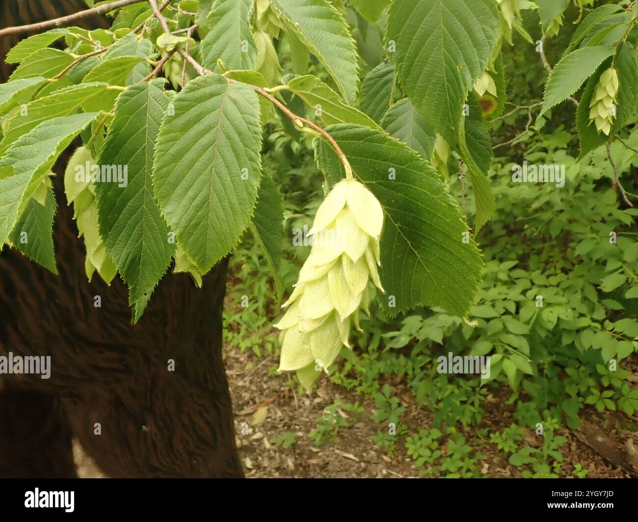 American hophornbeam (Ostrya virginiana Stock Photo - Alamy
