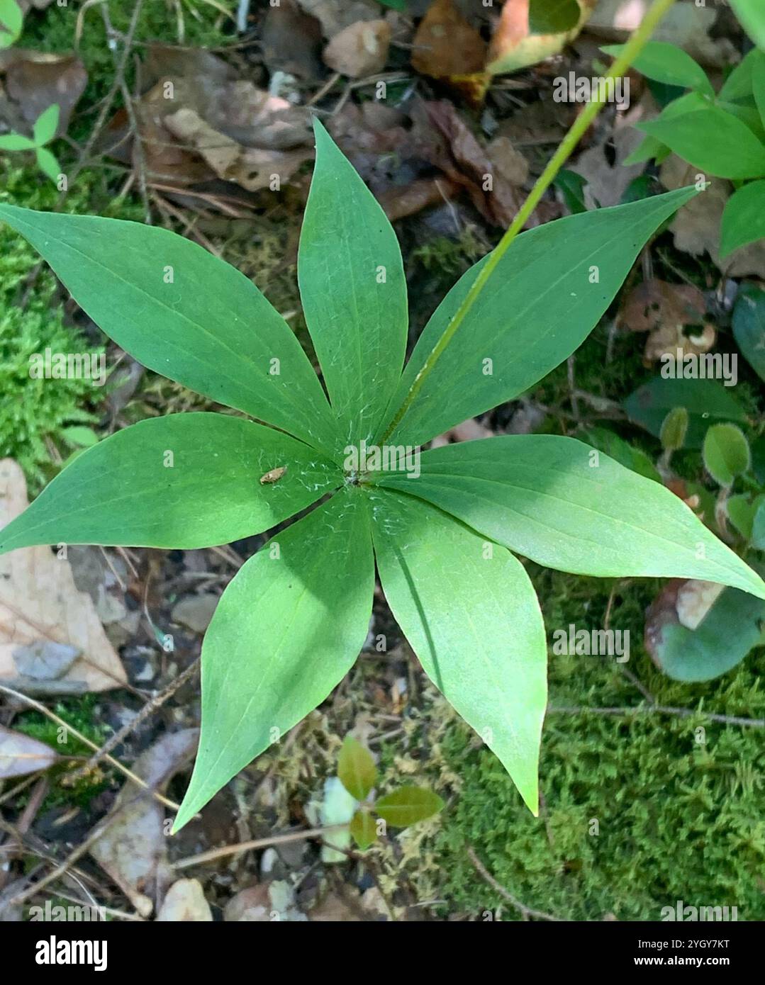 Cucumber Root (Medeola virginiana Stock Photo - Alamy