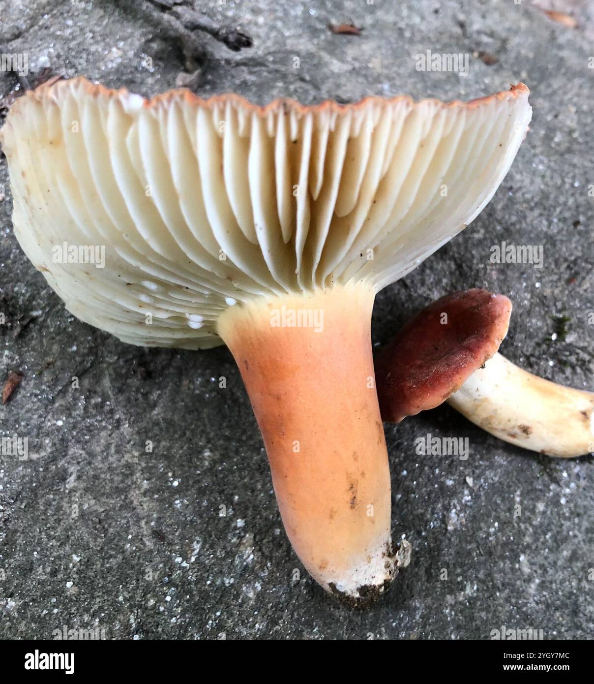 hygrophorus milkcap (Lactifluus hygrophoroides Stock Photo - Alamy