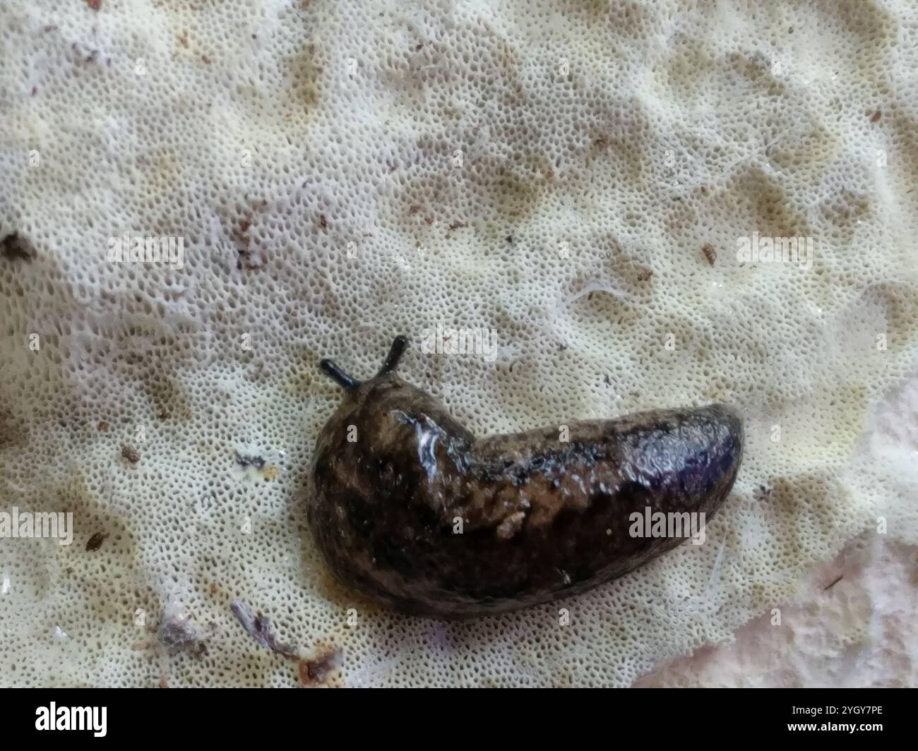 Carolina Mantleslug (Philomycus carolinianus Stock Photo - Alamy
