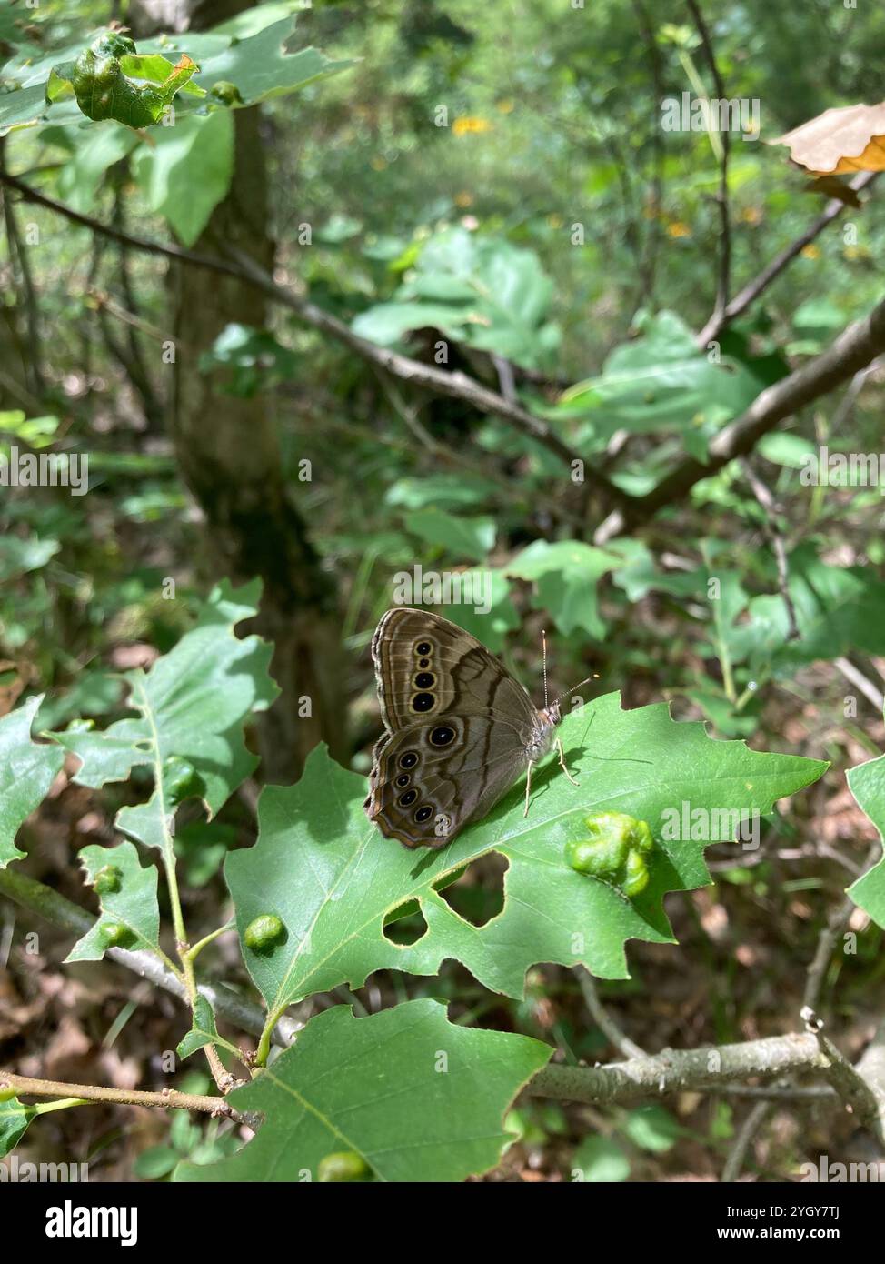 Lethe anthedon hi-res stock photography and images - Alamy