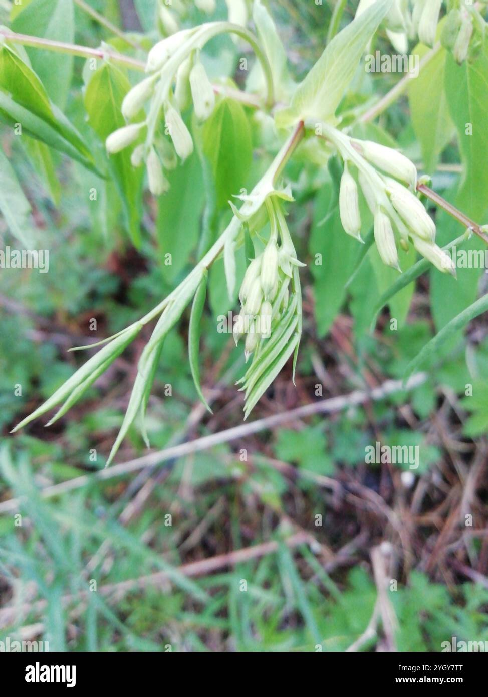 Gmelin’s vetchling (Lathyrus gmelinii Stock Photo - Alamy