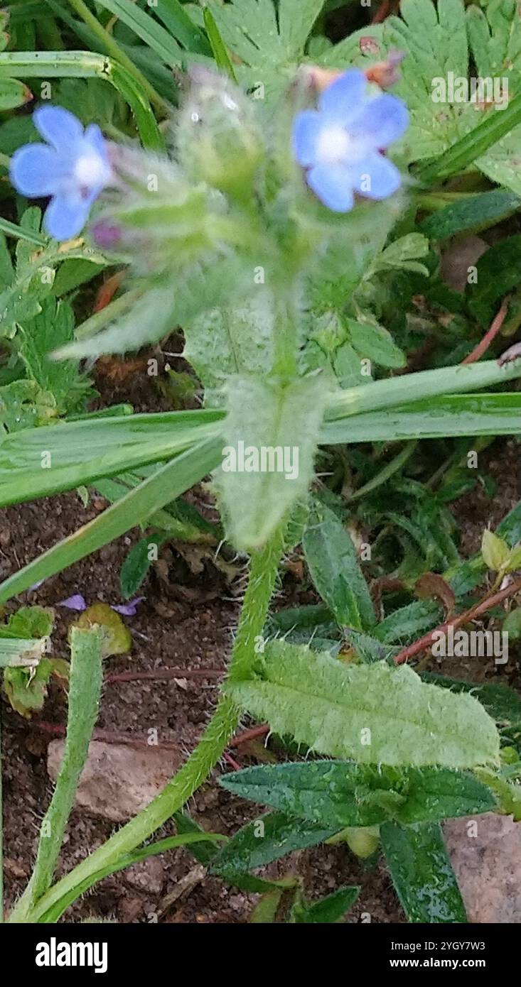 small bugloss (Anchusa arvensis Stock Photo - Alamy