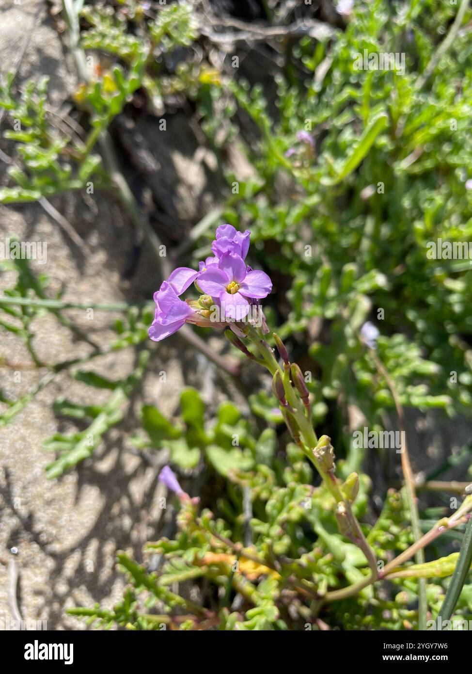 European Searocket (Cakile maritima Stock Photo - Alamy
