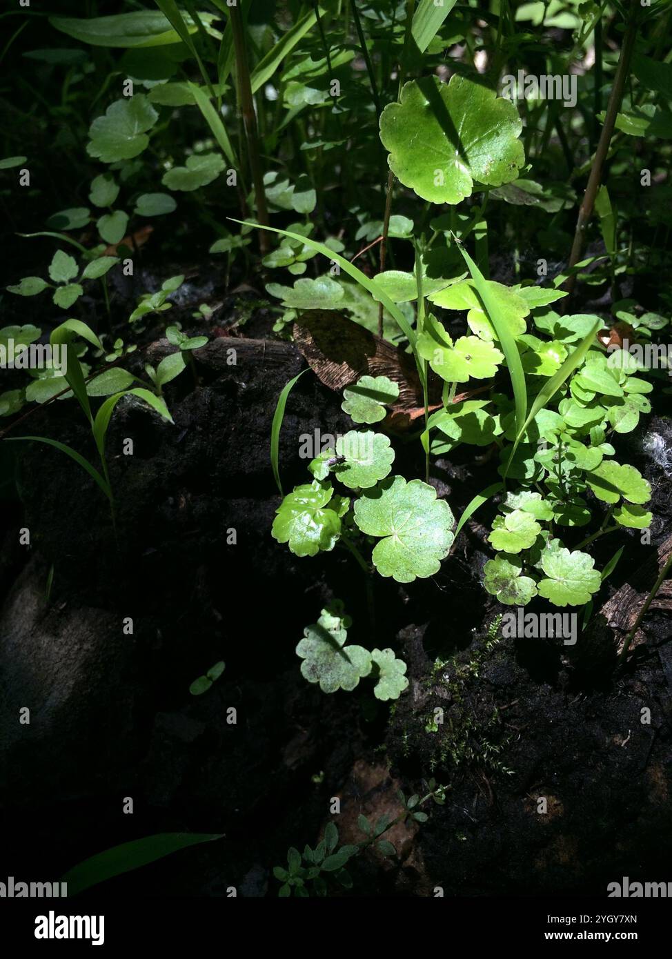 Hydrocotyle americana hi-res stock photography and images - Alamy
