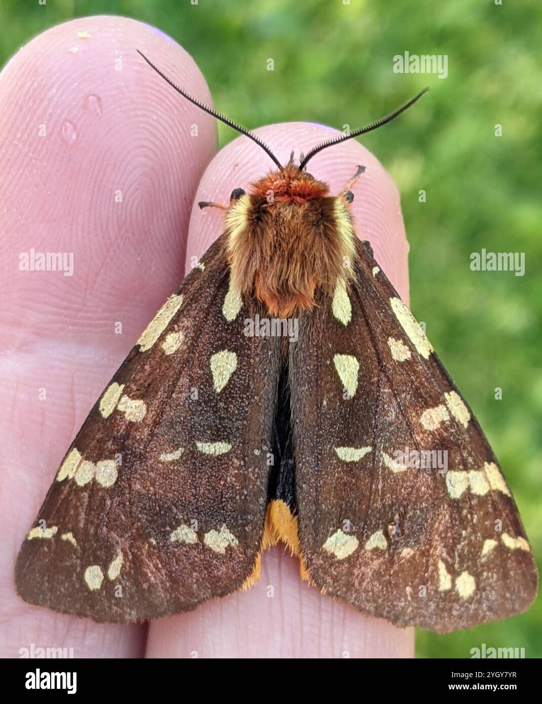 St. Lawrence Tiger Moth (Arctia parthenos Stock Photo - Alamy
