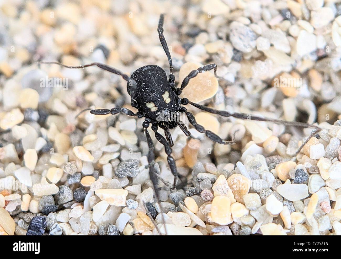 Gold-spotted Harvestman (Nemastoma bimaculatum Stock Photo - Alamy