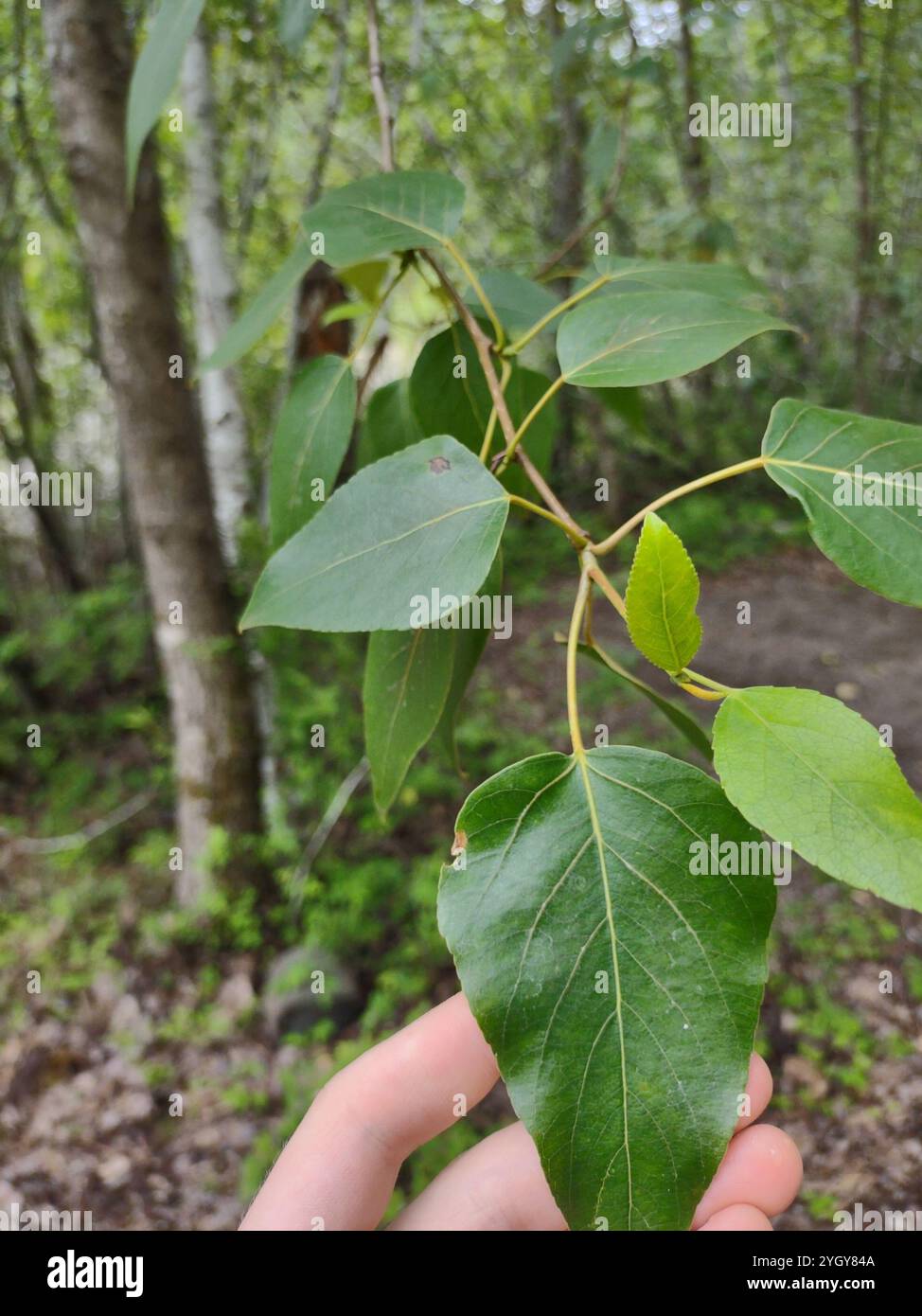 black cottonwood (Populus trichocarpa Stock Photo - Alamy