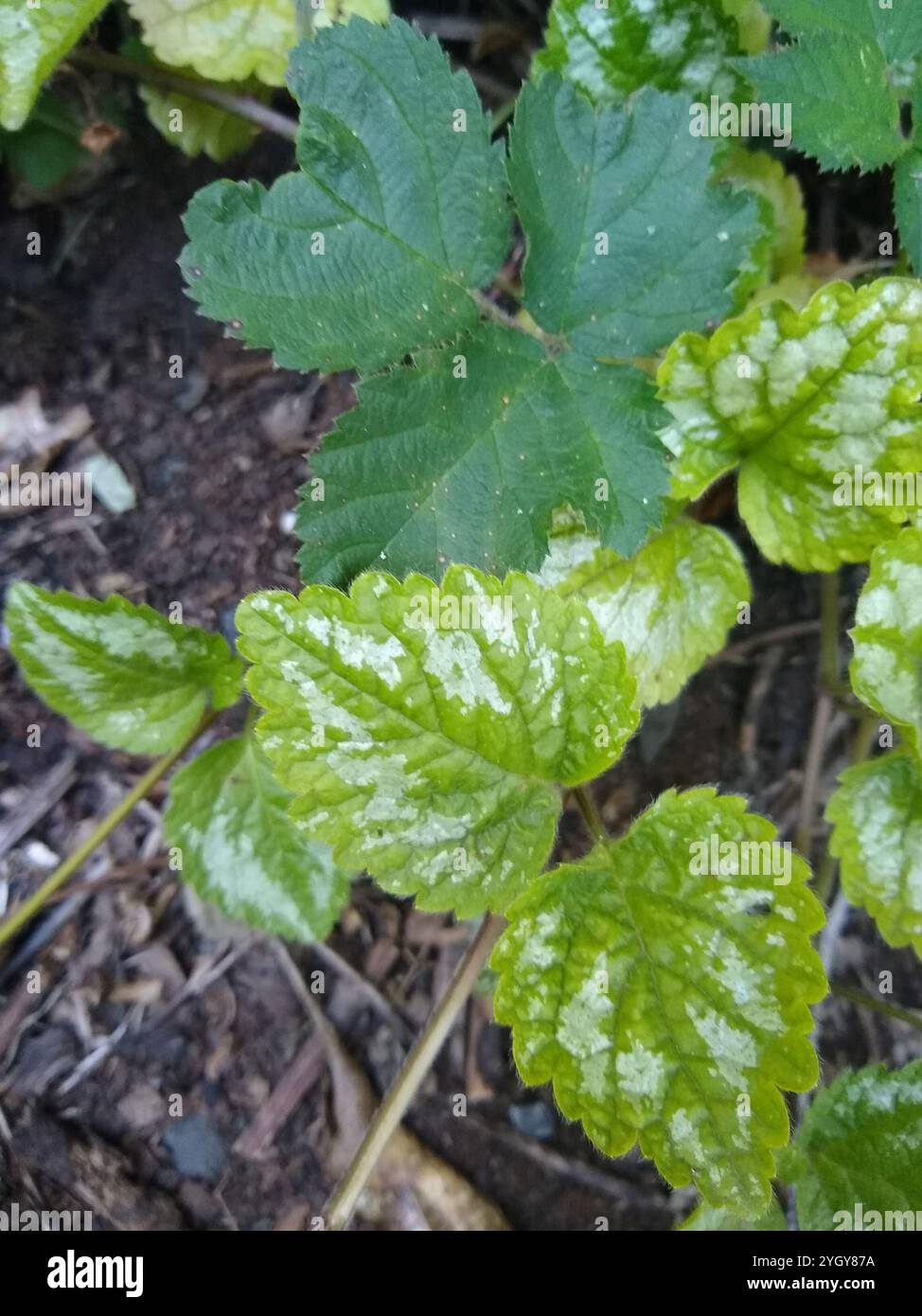 Variegated Yellow Archangel (Lamium galeobdolon argentatum Stock Photo ...