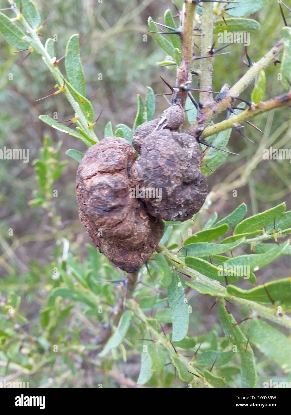 Kangaroo Thorn Gall Rust (Uromycladium paradoxae Stock Photo - Alamy