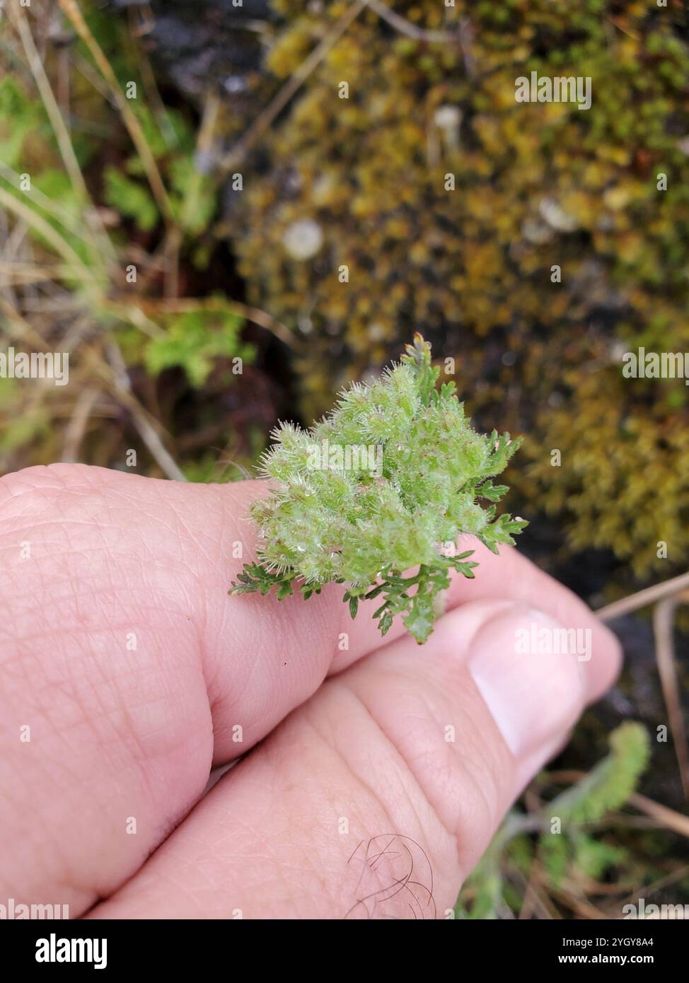 American wild carrot (Daucus pusillus Stock Photo - Alamy