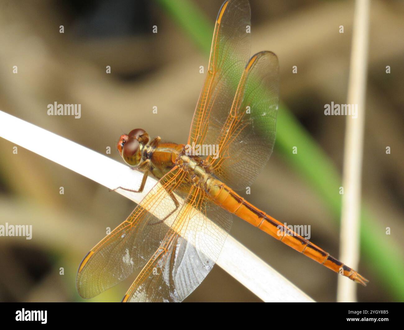 Golden winged skimmer hi-res stock photography and images - Alamy