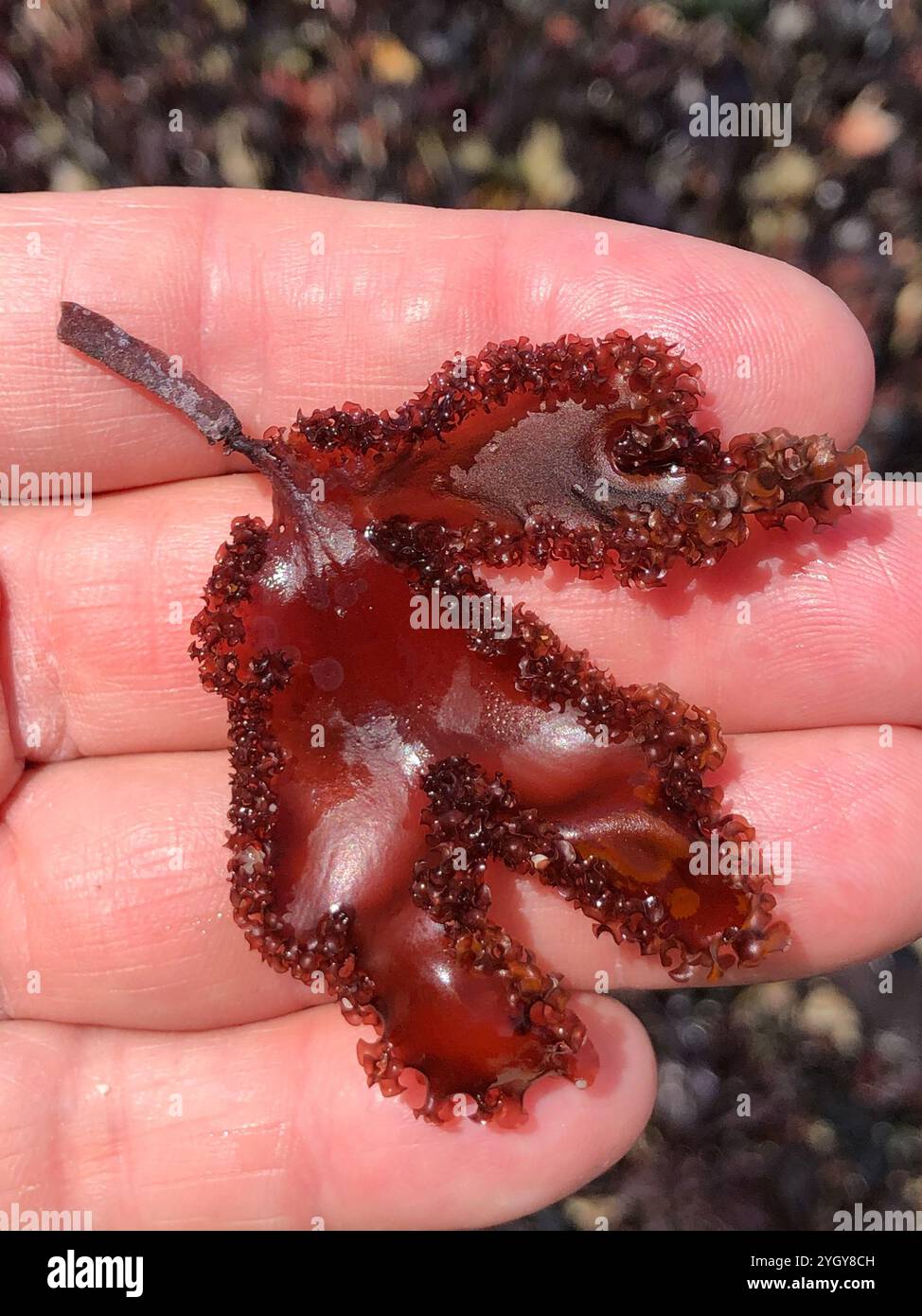 Grape Tongue (Cryptopleura ruprechtiana Stock Photo - Alamy