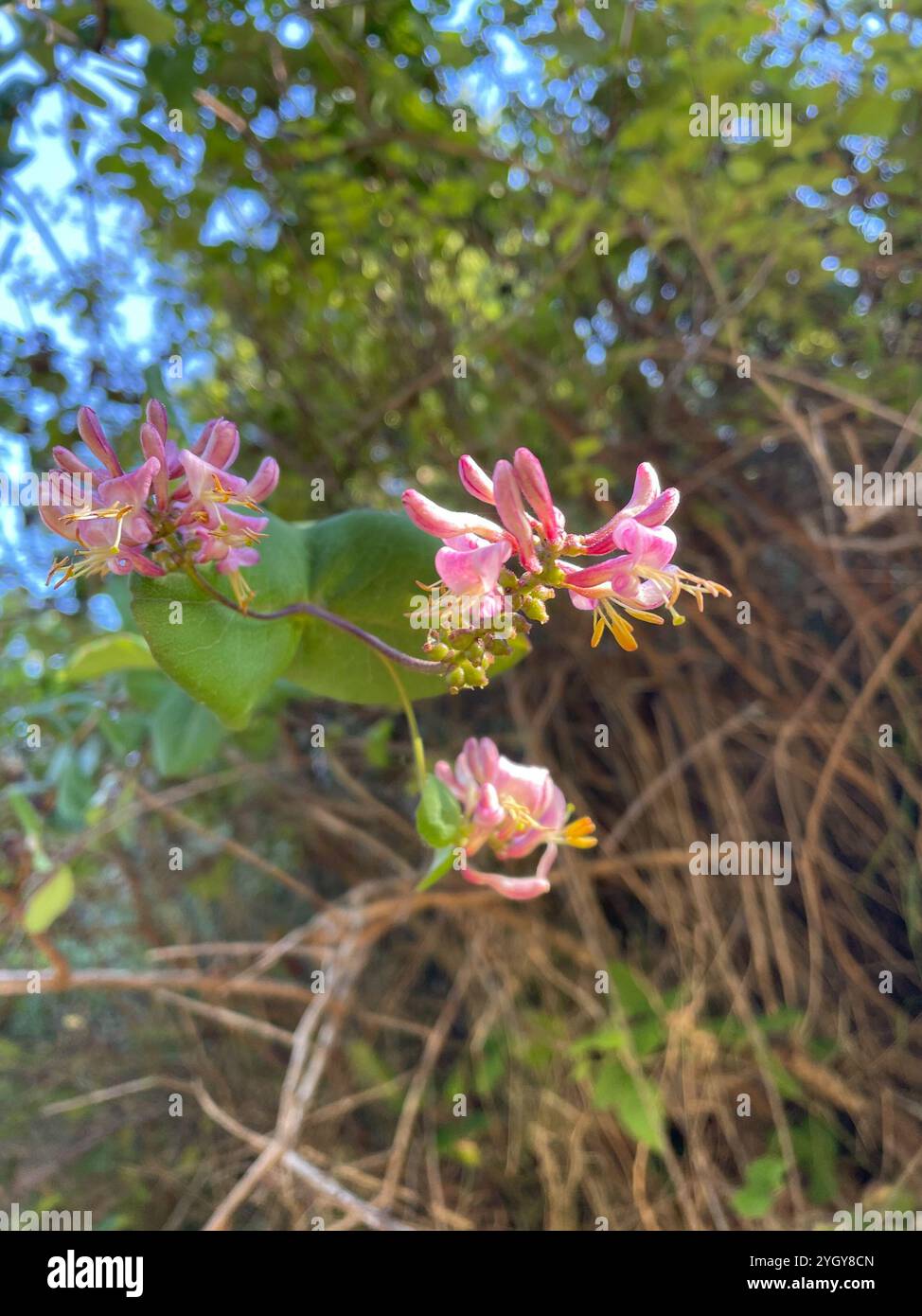 Pink Honeysuckle (Lonicera hispidula Stock Photo - Alamy