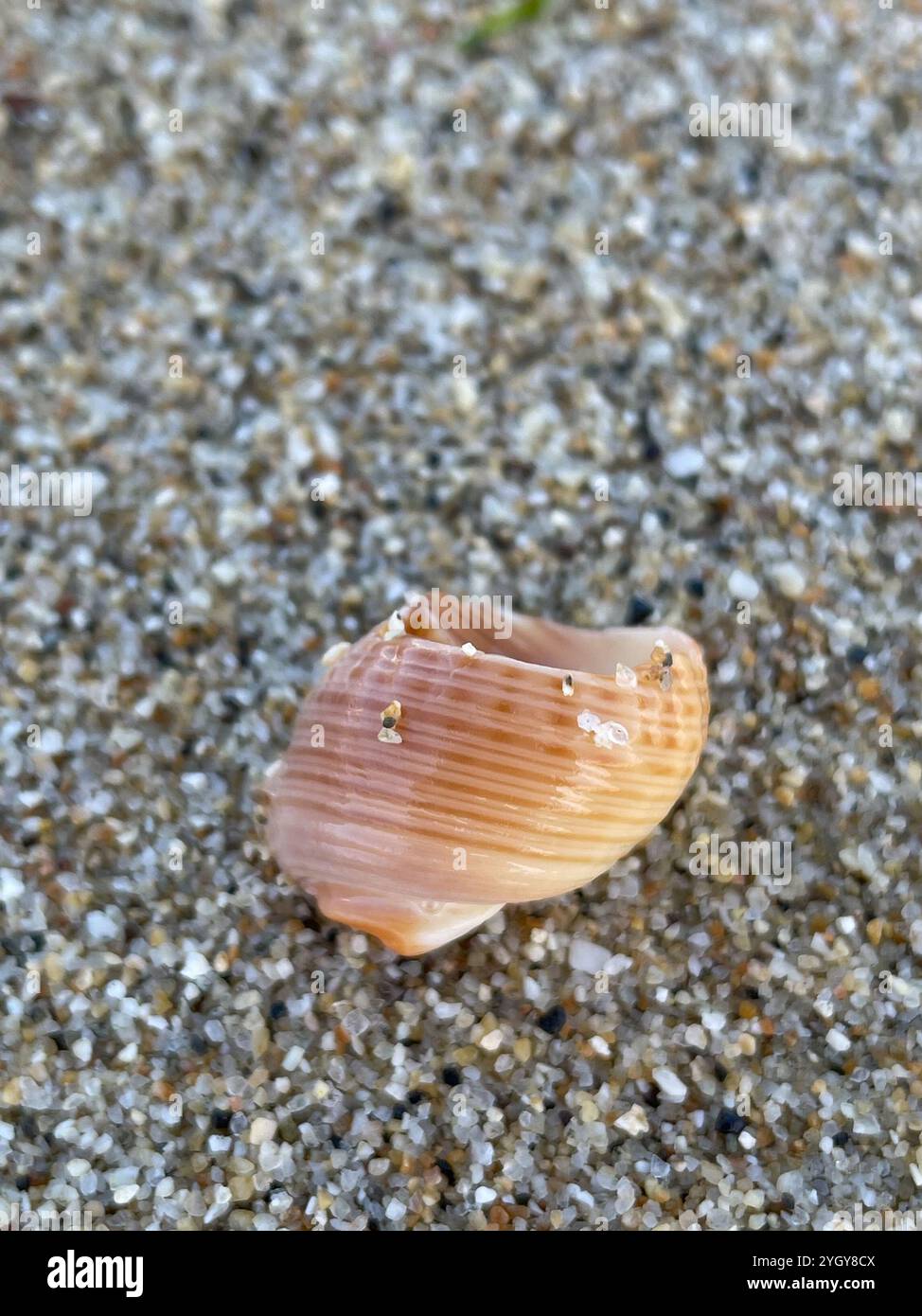 Channeled Basket Snail (Caesia fossata Stock Photo - Alamy