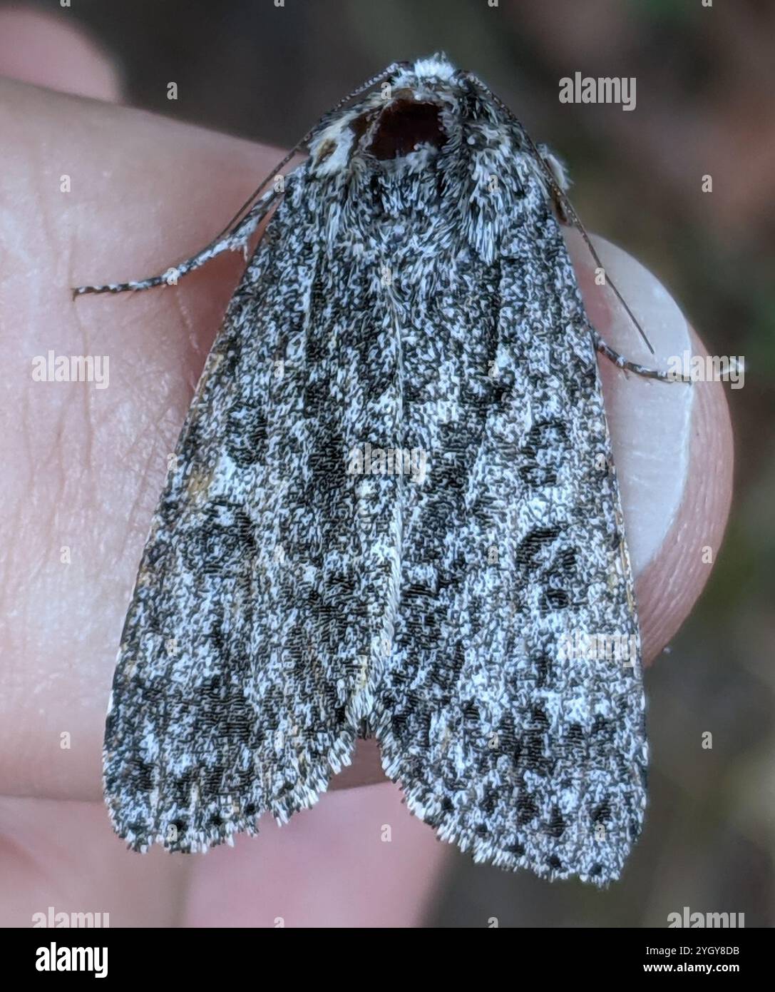Powdered Dagger (Acronicta impleta Stock Photo - Alamy