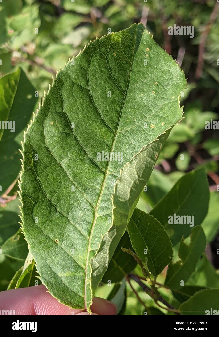 chokecherry (Prunus virginiana Stock Photo - Alamy