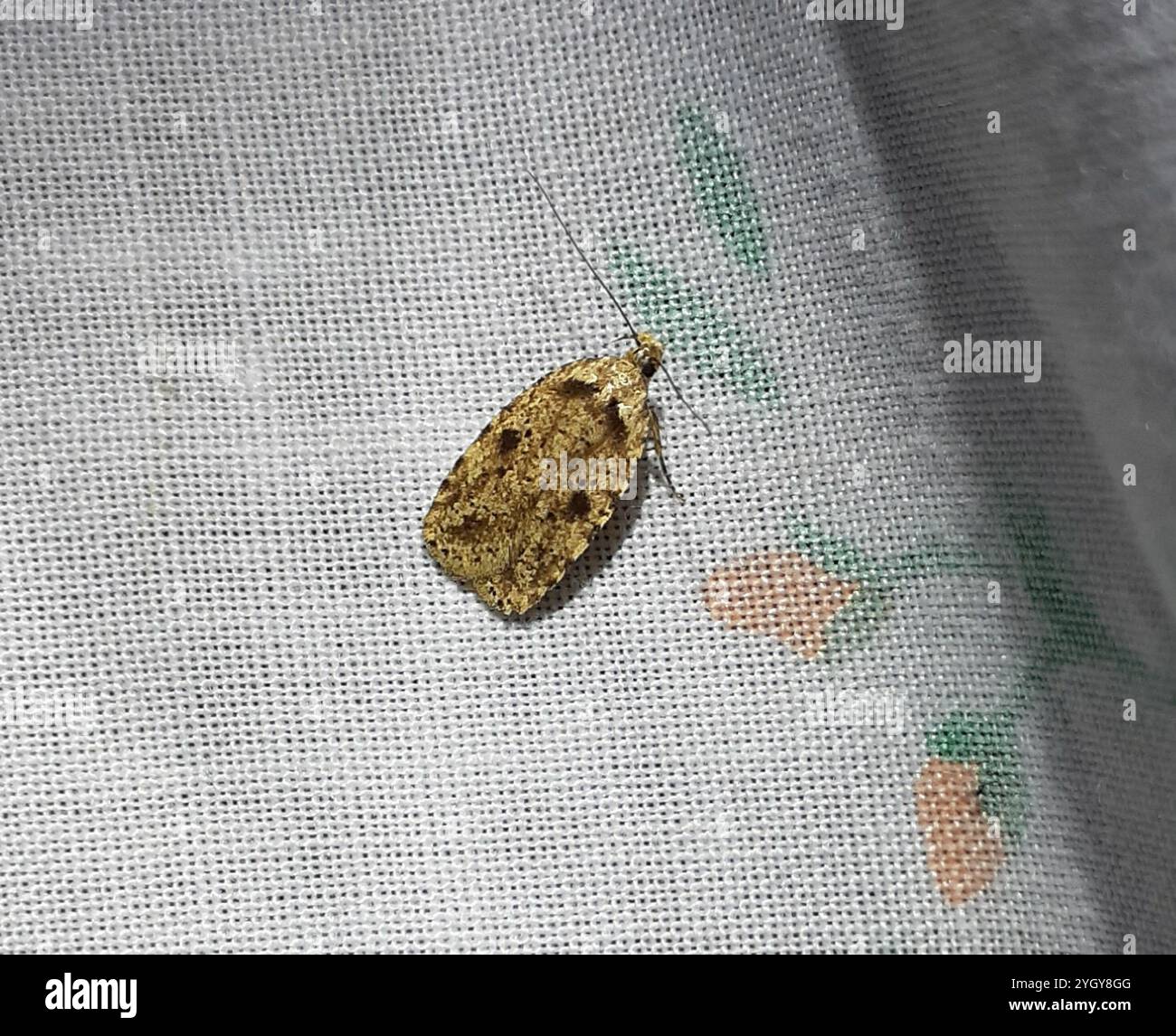 Canadian Agonopterix Moth (Agonopterix canadensis Stock Photo - Alamy