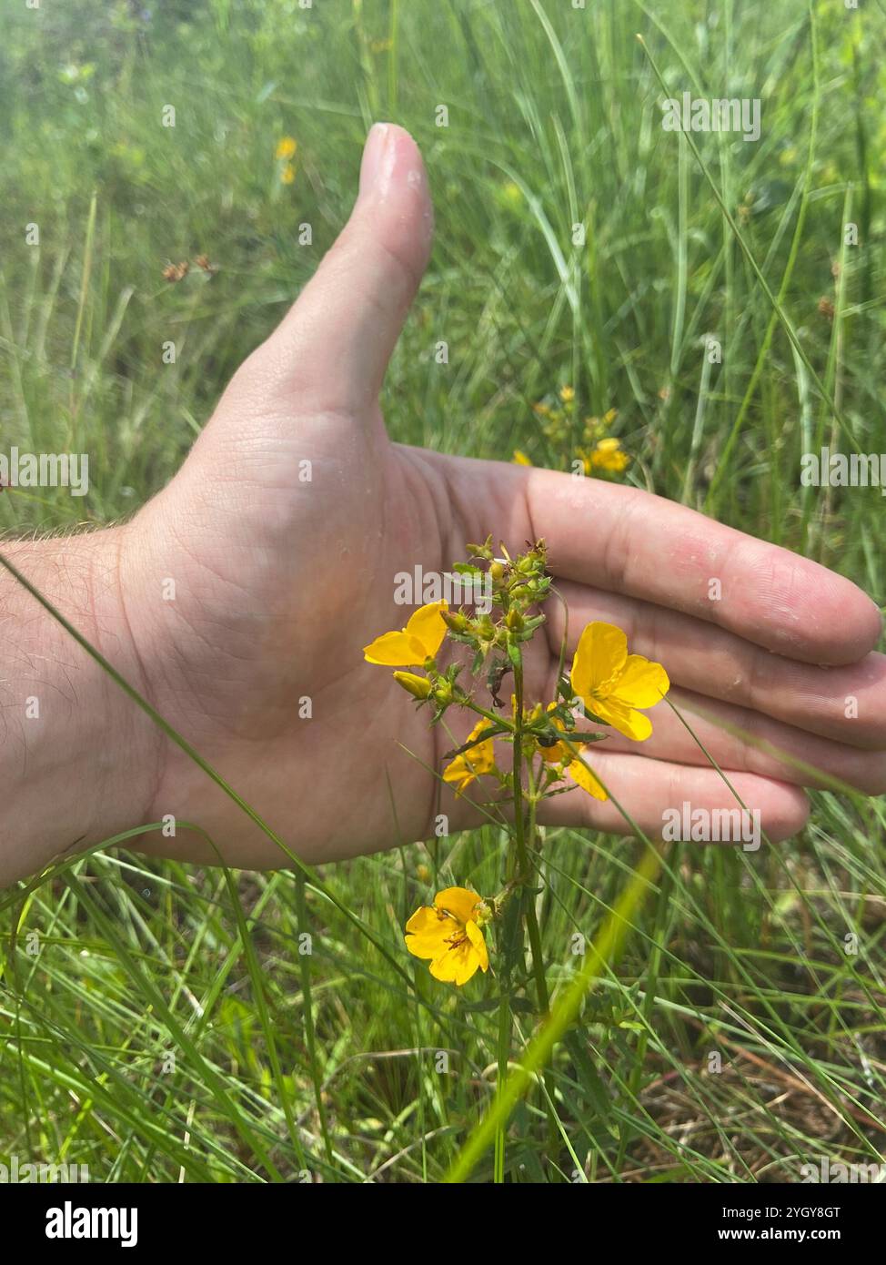 Rhexia lutea hi-res stock photography and images - Alamy