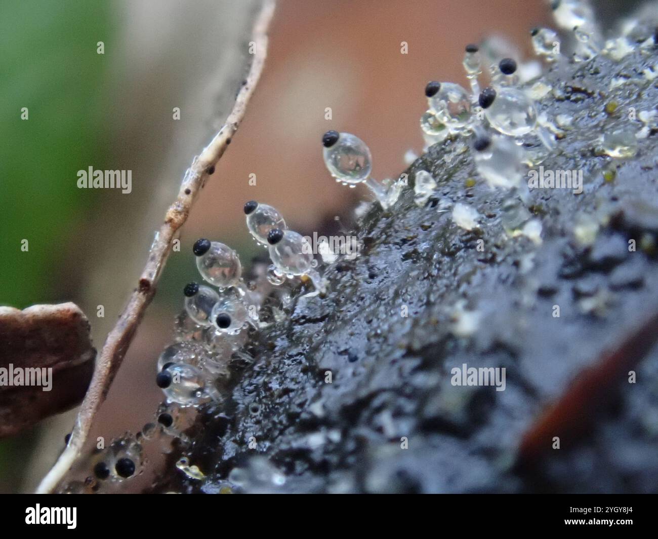 Pilobolus hi-res stock photography and images - Alamy