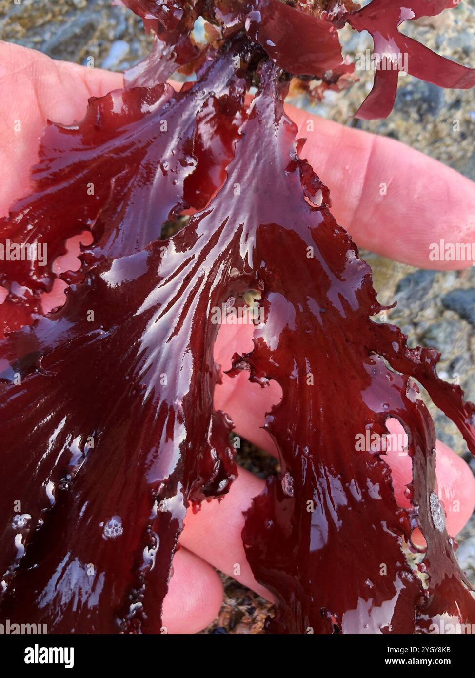 Grape Tongue (Cryptopleura ruprechtiana Stock Photo - Alamy
