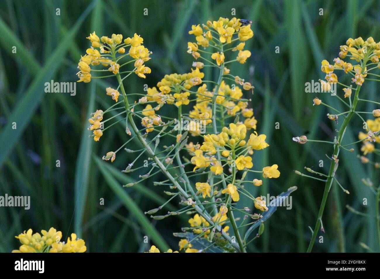 Amphibious Yellowcress (Rorippa amphibia Stock Photo - Alamy
