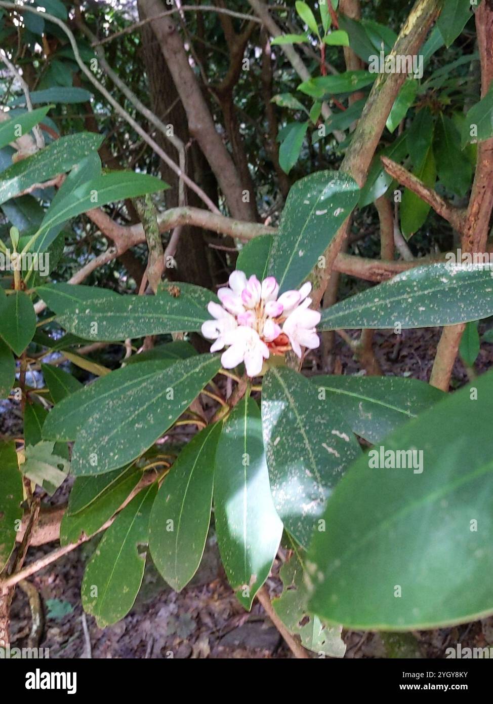 great rhododendron (Rhododendron maximum Stock Photo - Alamy