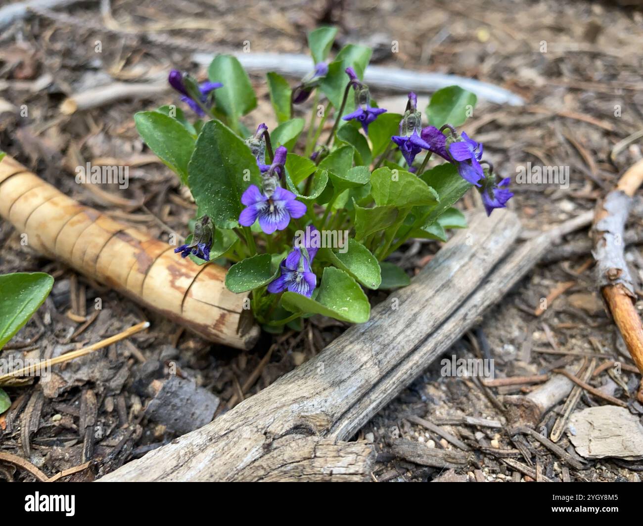 hookedspur violet (Viola adunca Stock Photo - Alamy