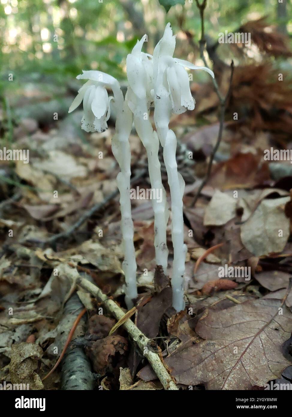 Ghost Pipe (Monotropa uniflora Stock Photo - Alamy