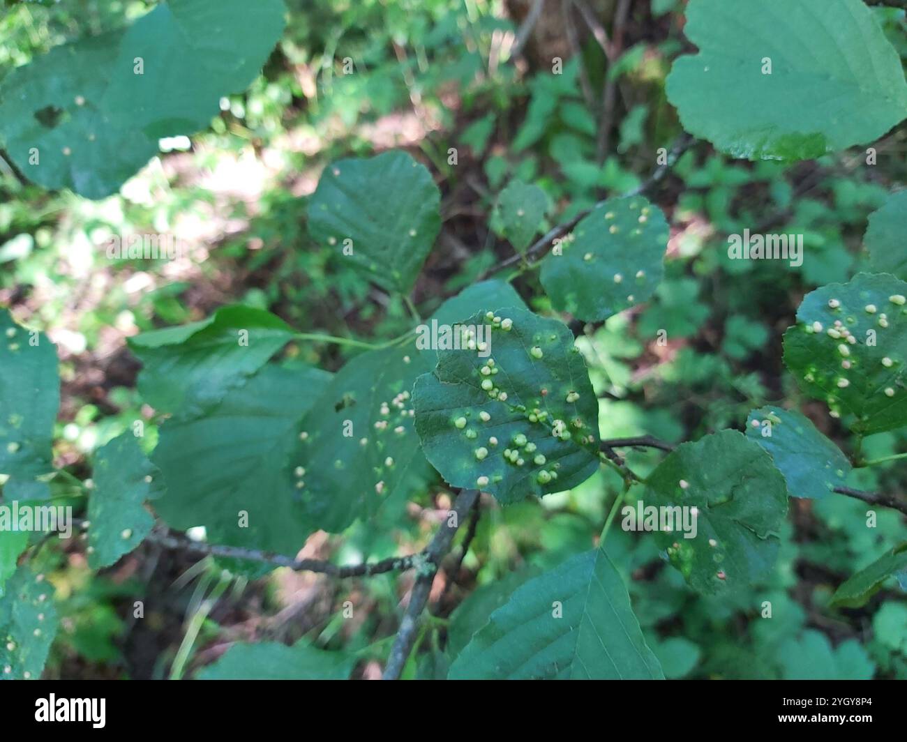 Gall and Rust Mites (Eriophyidae Stock Photo - Alamy
