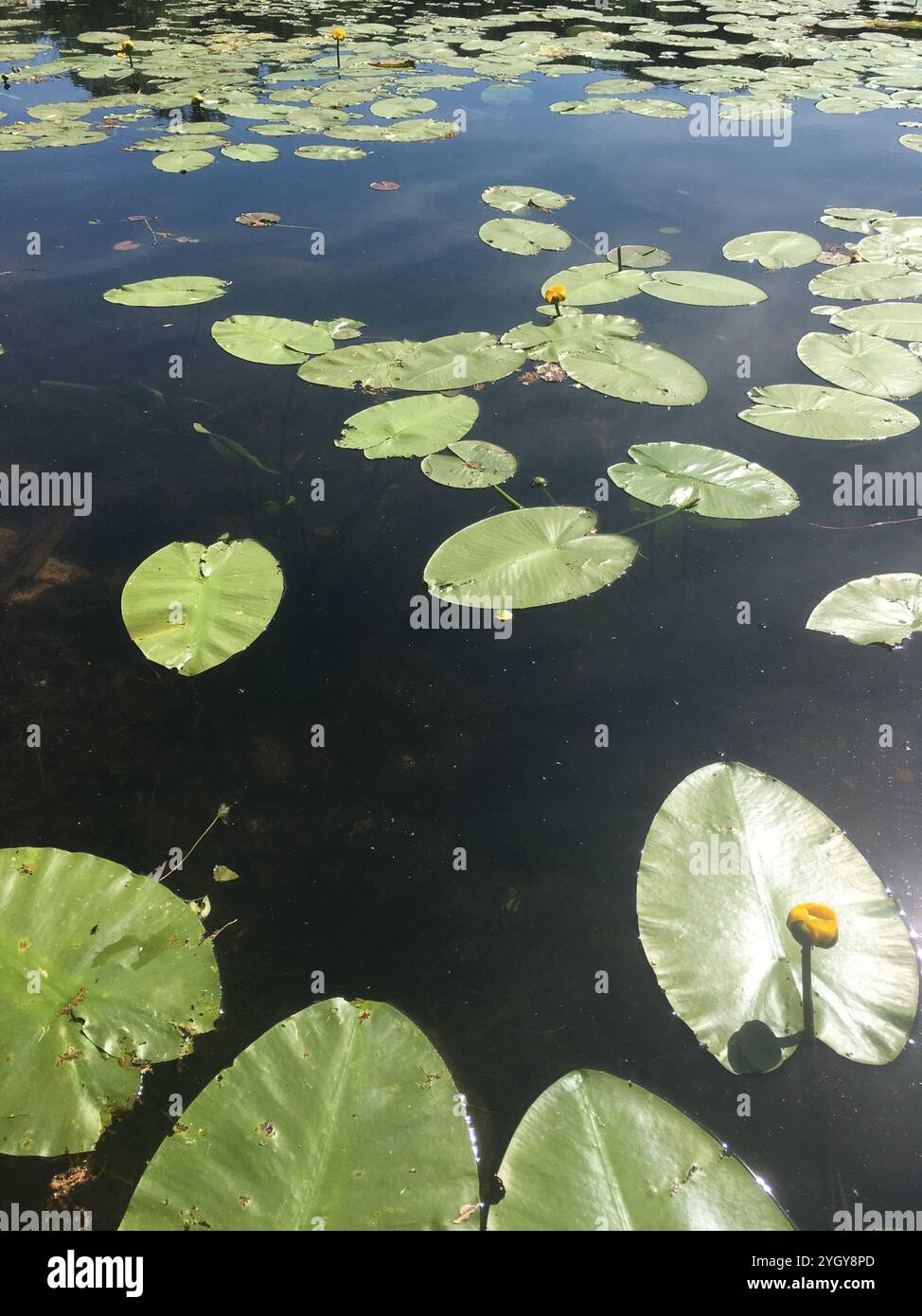 Variegated Yellow Pond-Lily (Nuphar variegata Stock Photo - Alamy